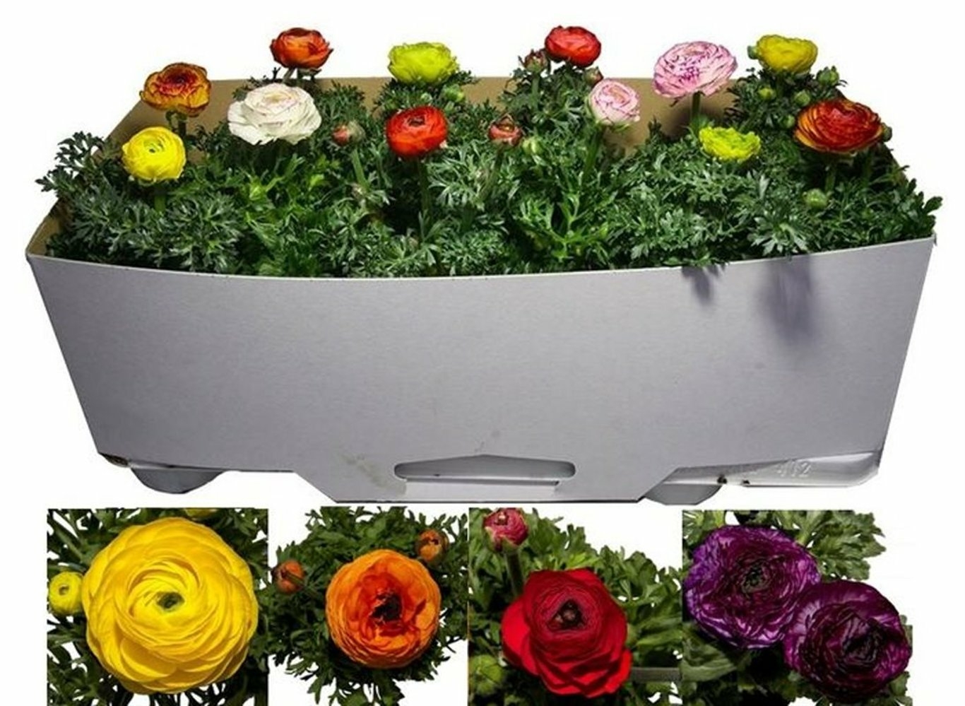 Ranunculus mix - D and M Garden Centre