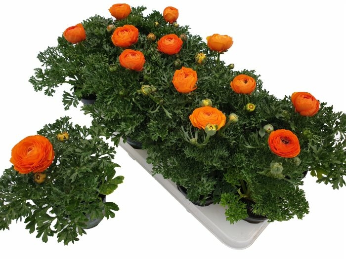Ranunculus orange - D and M Garden Centre