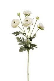 Ranunculus spray cream - D and M Garden Centre