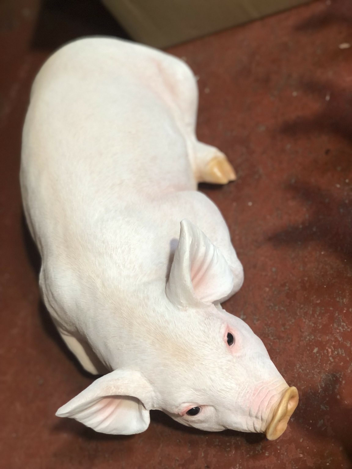 Resting Pig - D and M Garden Centre