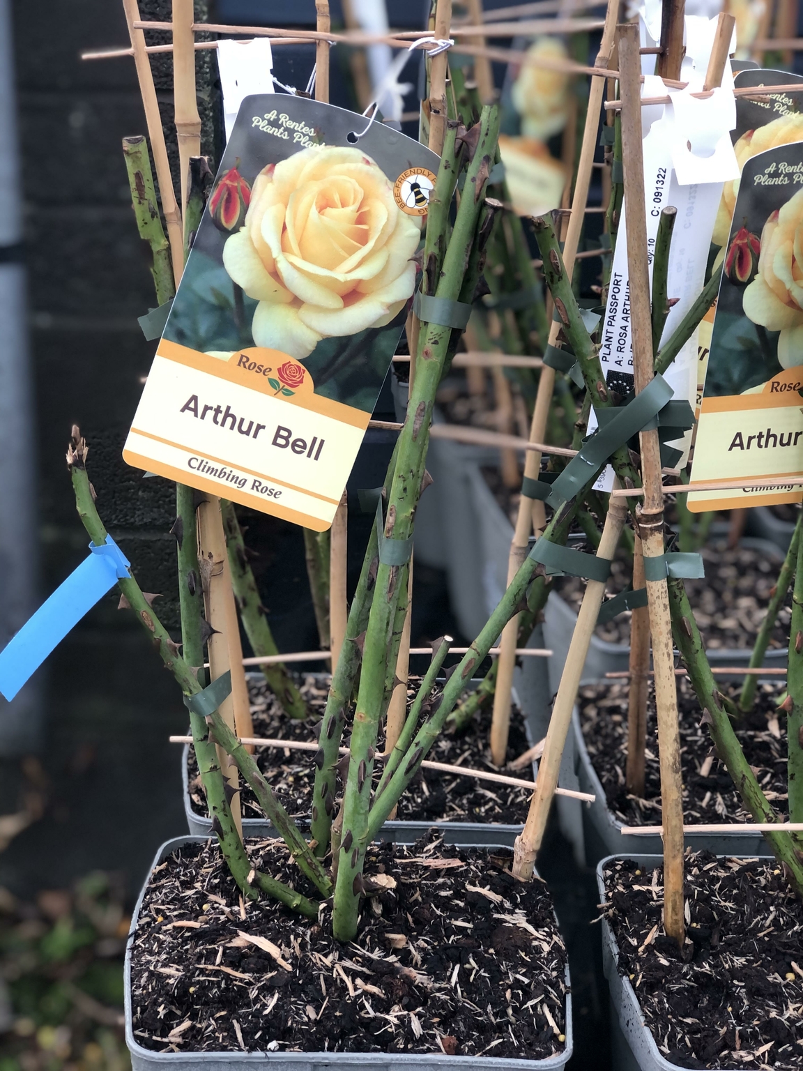 ROSA ARTHUR BELL - D and M Garden Centre