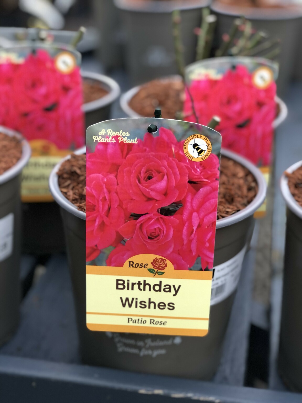 ROSA BIRTHDAY WISHES - D and M Garden Centre