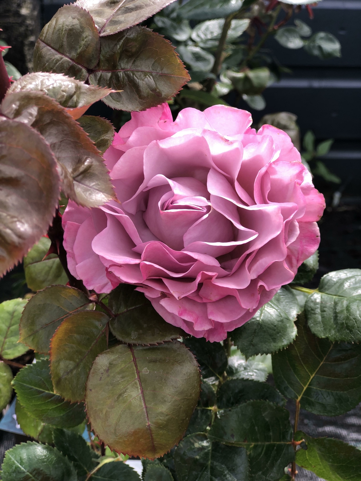 Rosa 'Blue Girl' - D and M Garden Centre