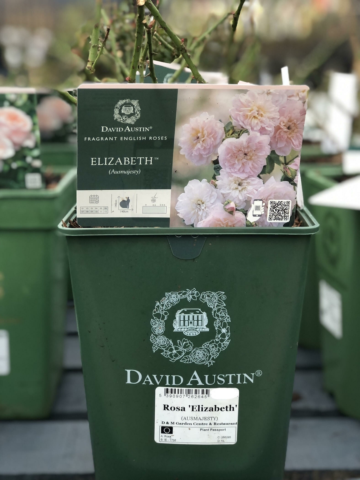 Rosa 'Elizabeth' - D and M Garden Centre