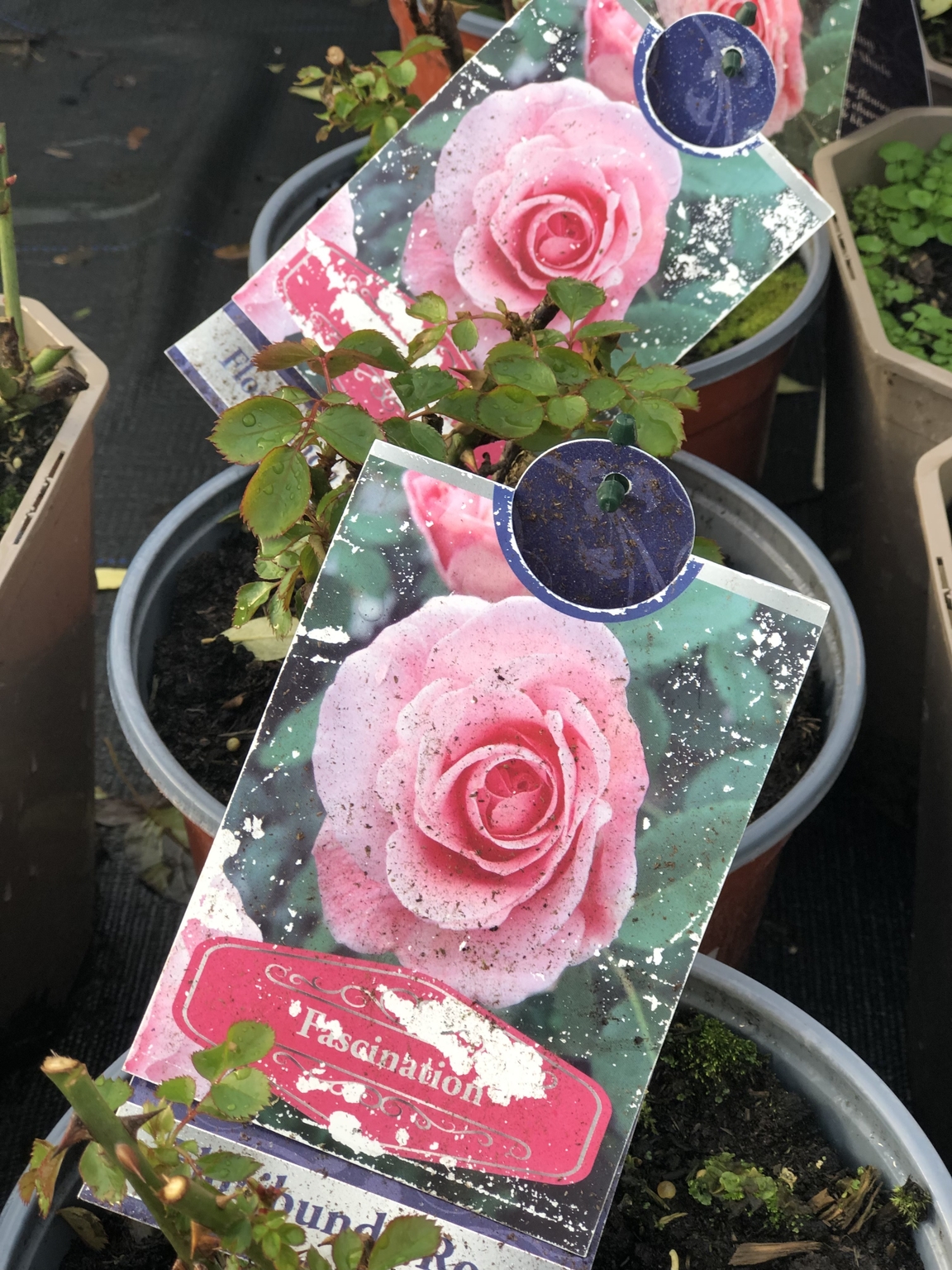 ROSA FASCINATION - D and M Garden Centre