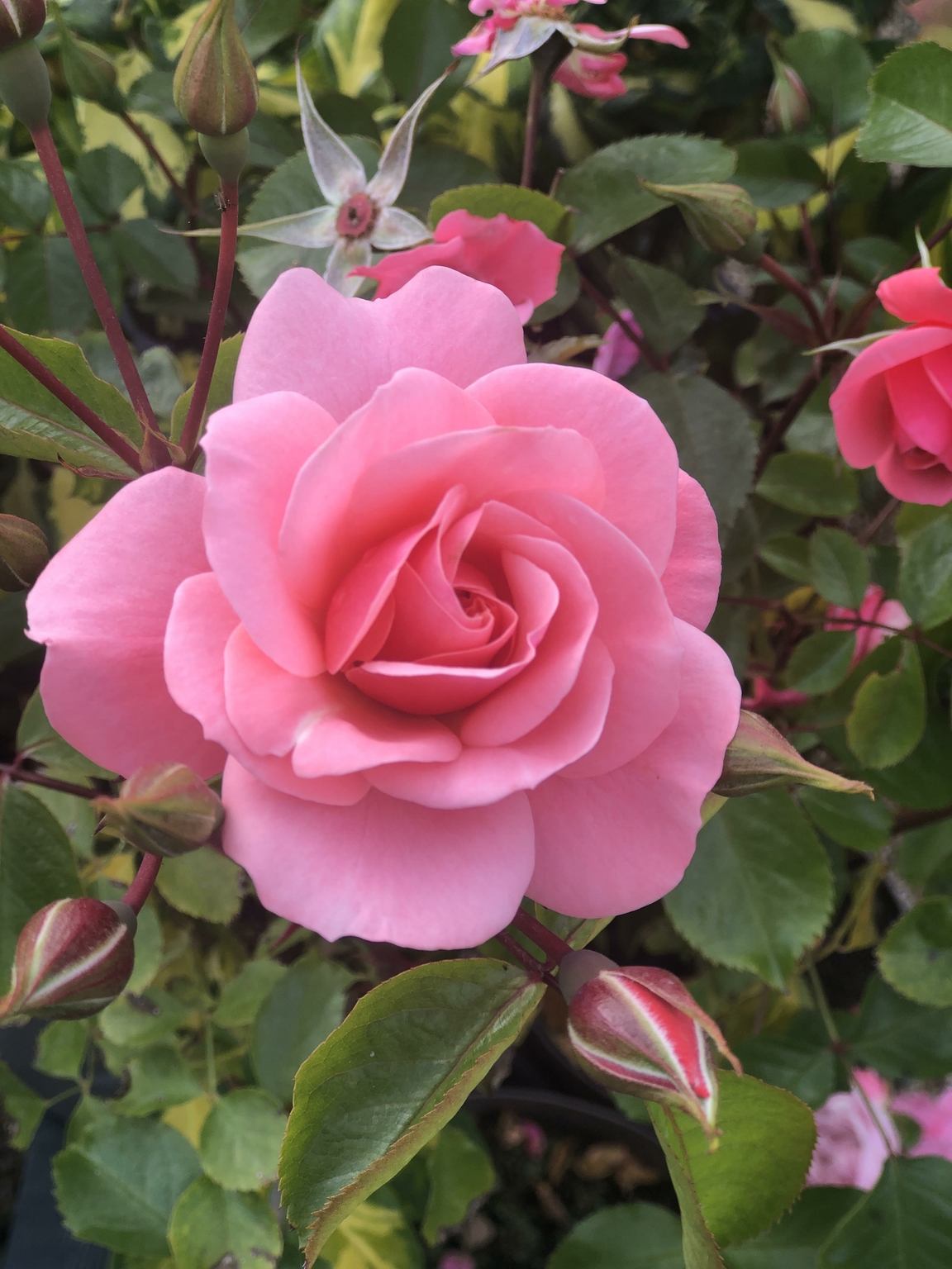 ROSA FASCINATION - D and M Garden Centre