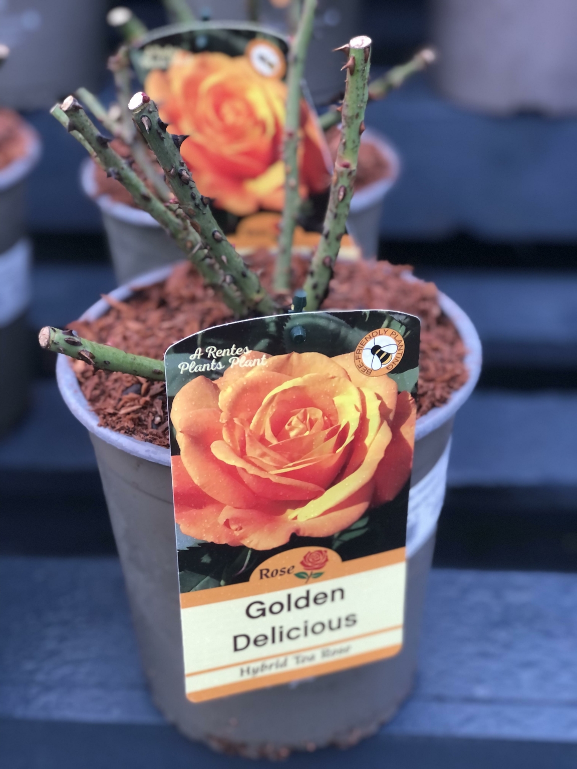 ROSA GOLDEN DELICIOUS - D and M Garden Centre