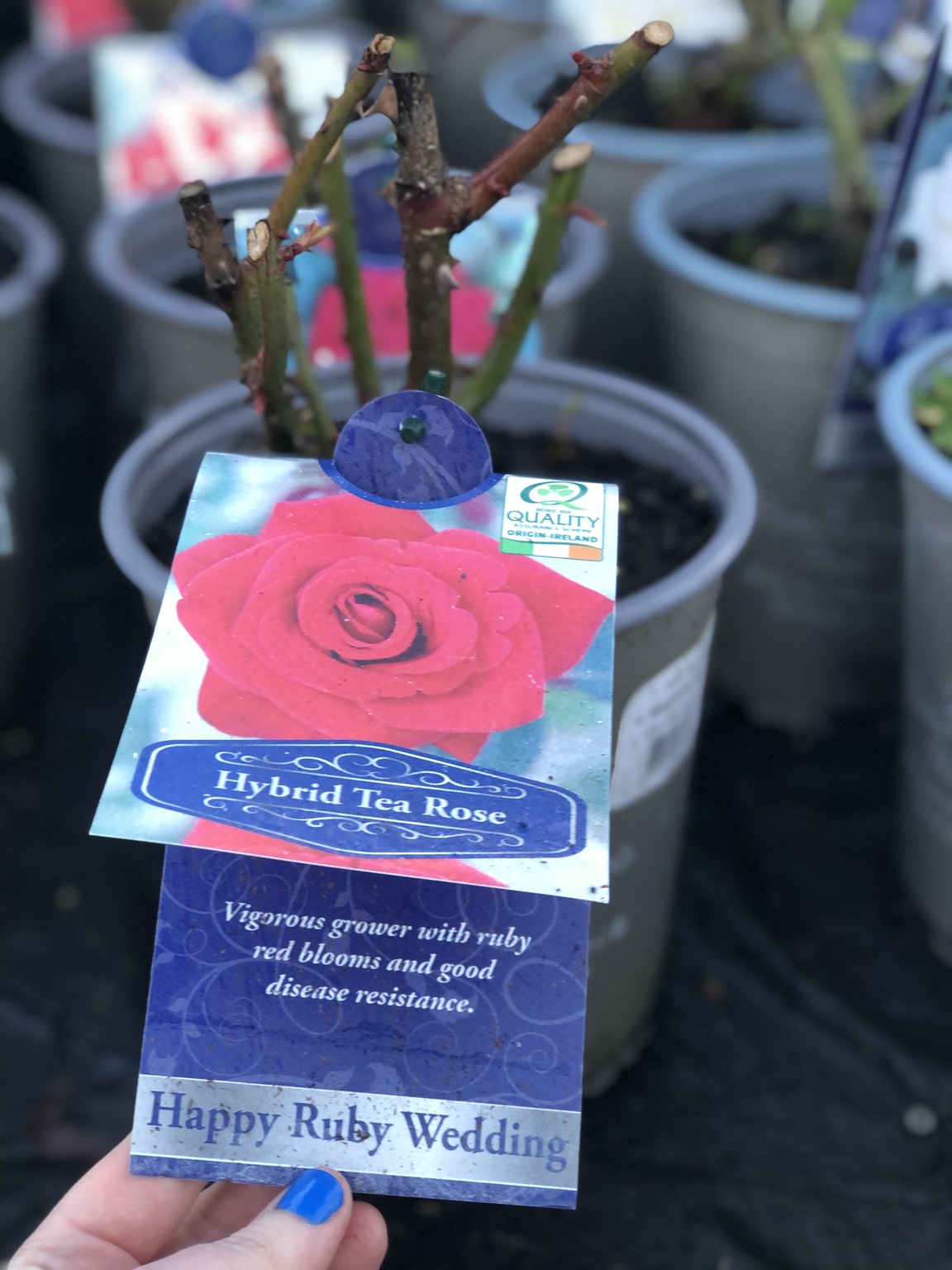 ROSA HAPPY RUBY WEDDING - D and M Garden Centre