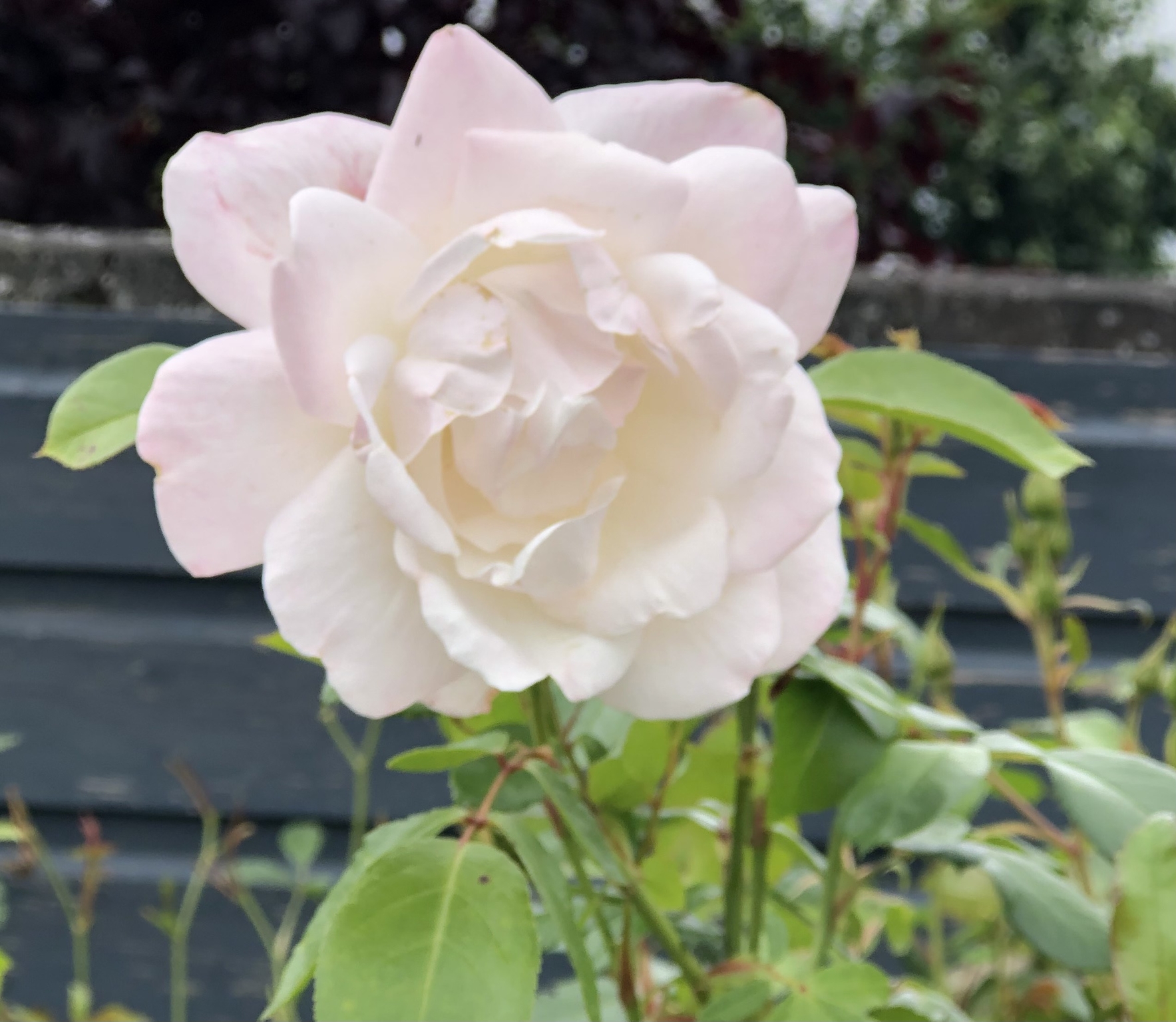 Rosa Helga - D and M Garden Centre