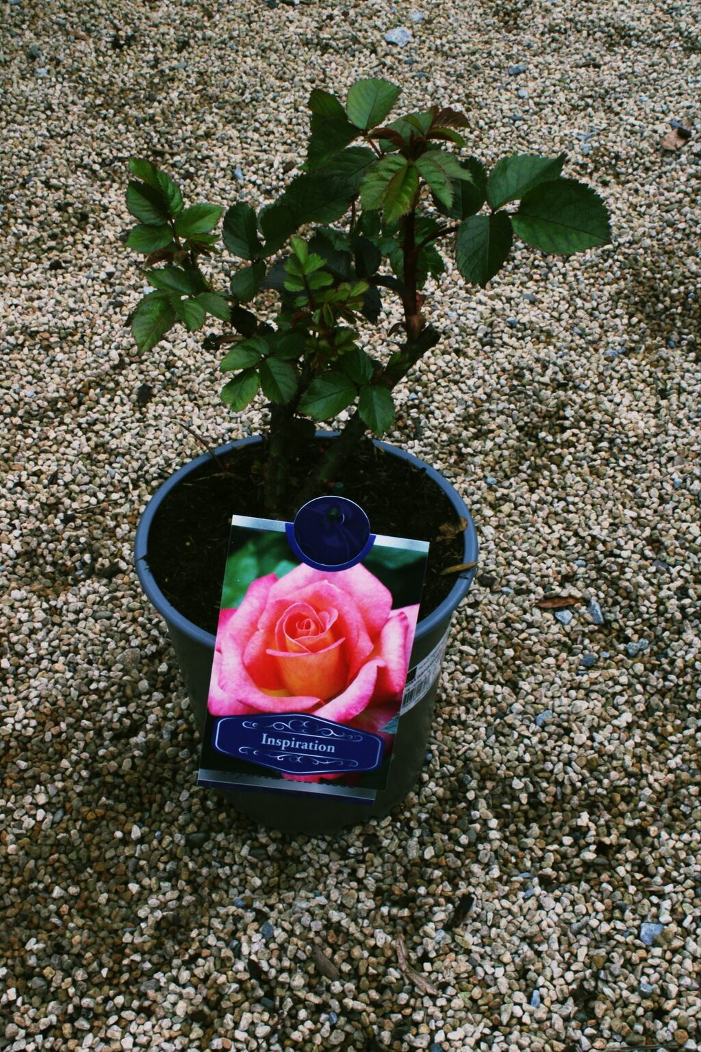 ROSA INSPIRATION - D and M Garden Centre