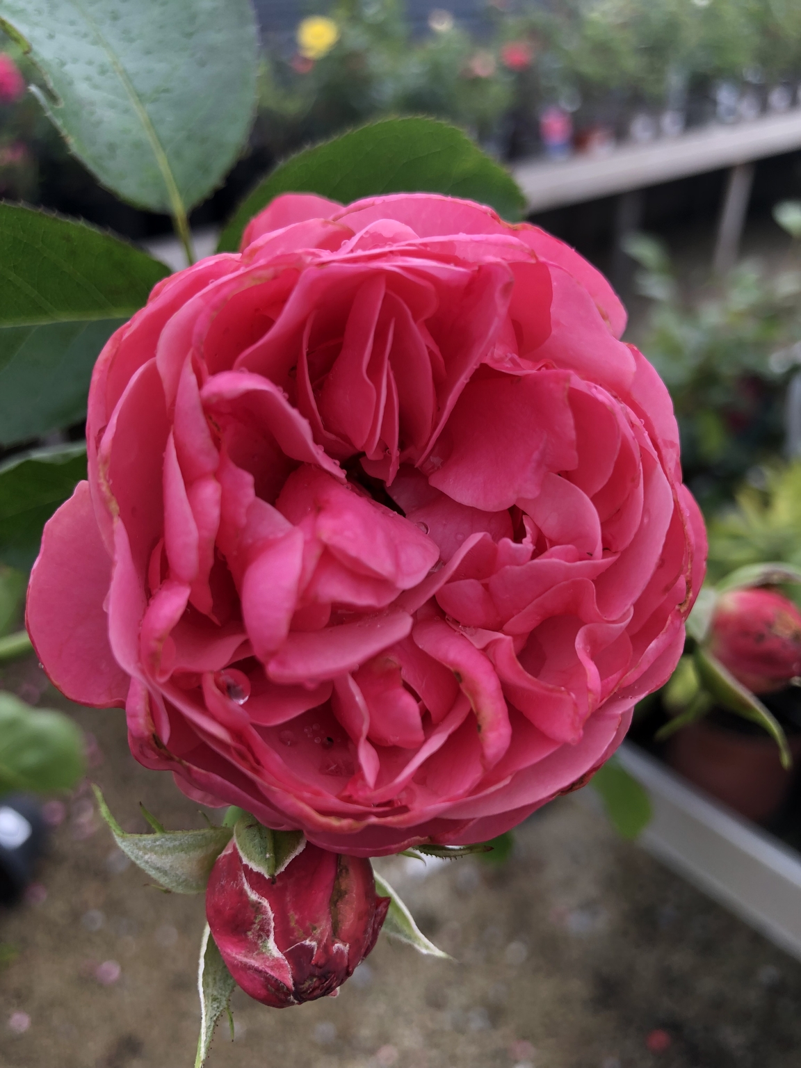 Rosa 'Leonardo da Vinci' - D and M Garden Centre