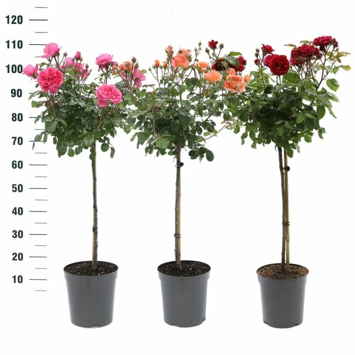 Rosa mix 1/2 stds - D and M Garden Centre