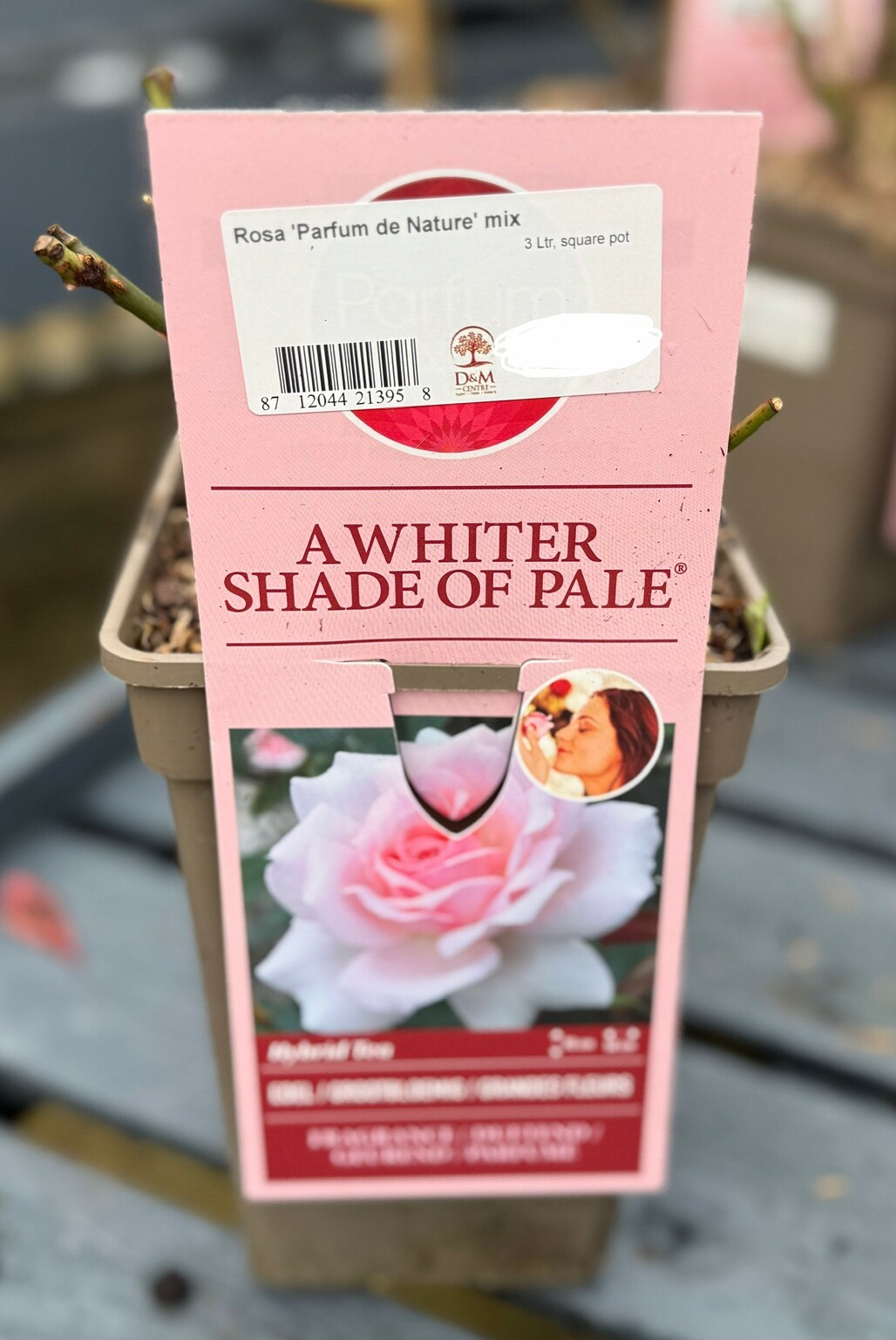 Rosa 'Parfum de Nature' A Whiter Shade of Pale - D and M Garden Centre