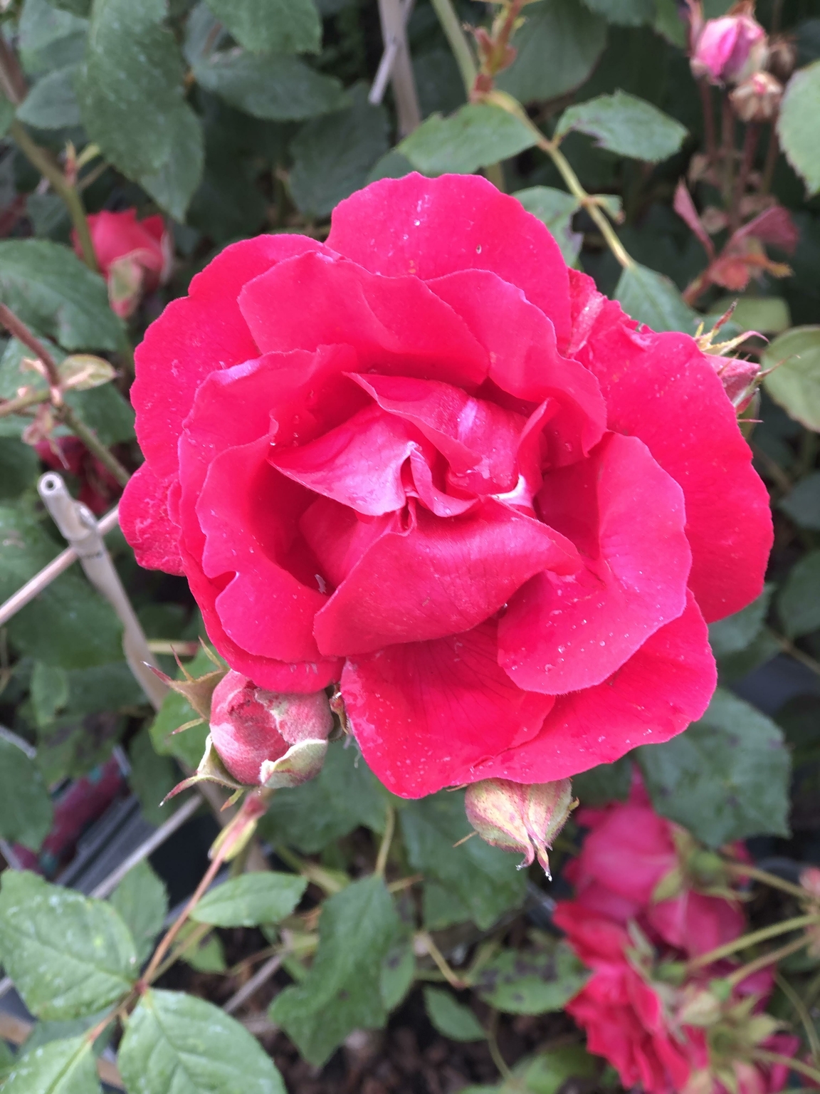 ROSA Pauls Scarlet Rambling Rose - D and M Garden Centre
