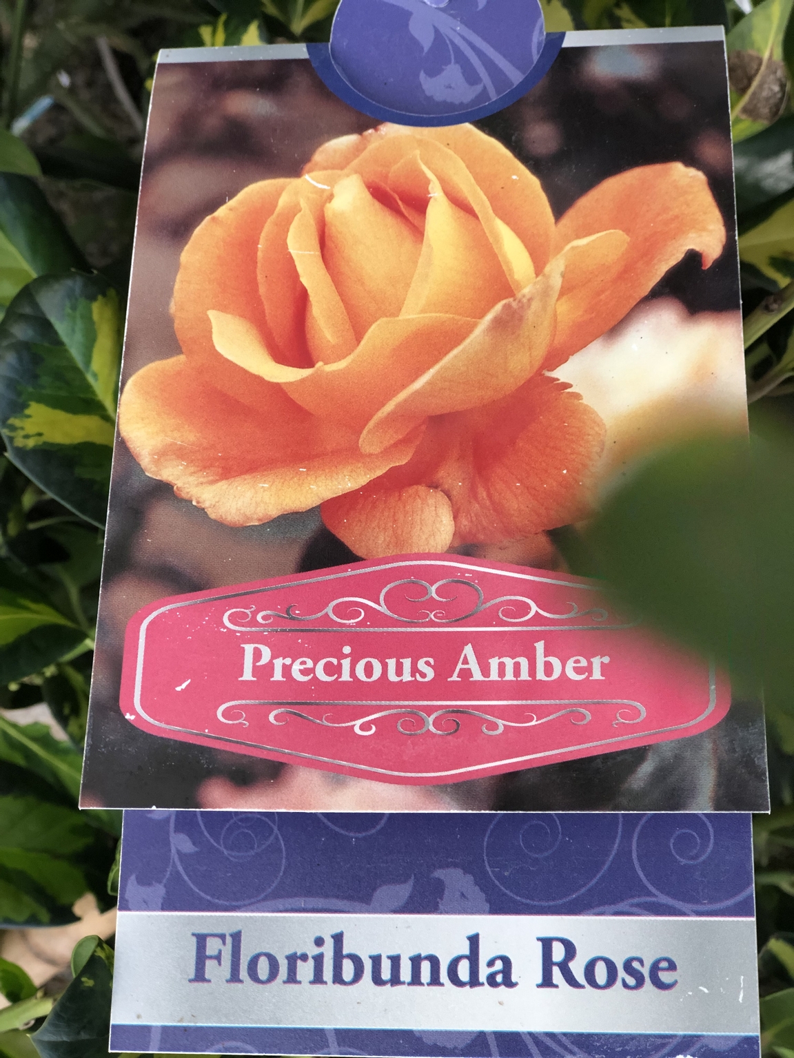 ROSA PRECIOUS AMBER - D and M Garden Centre