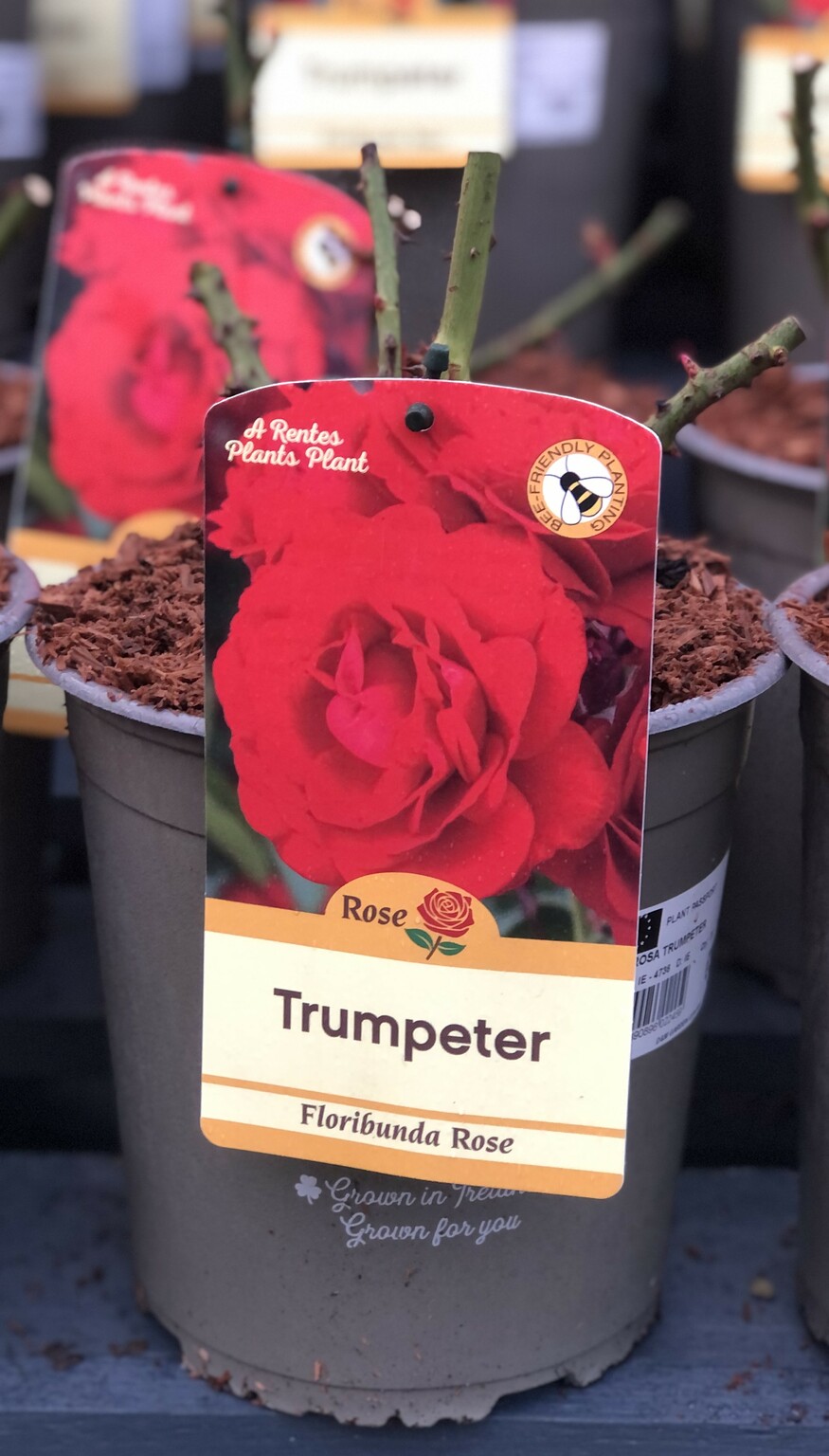 ROSA TRUMPETER - D and M Garden Centre