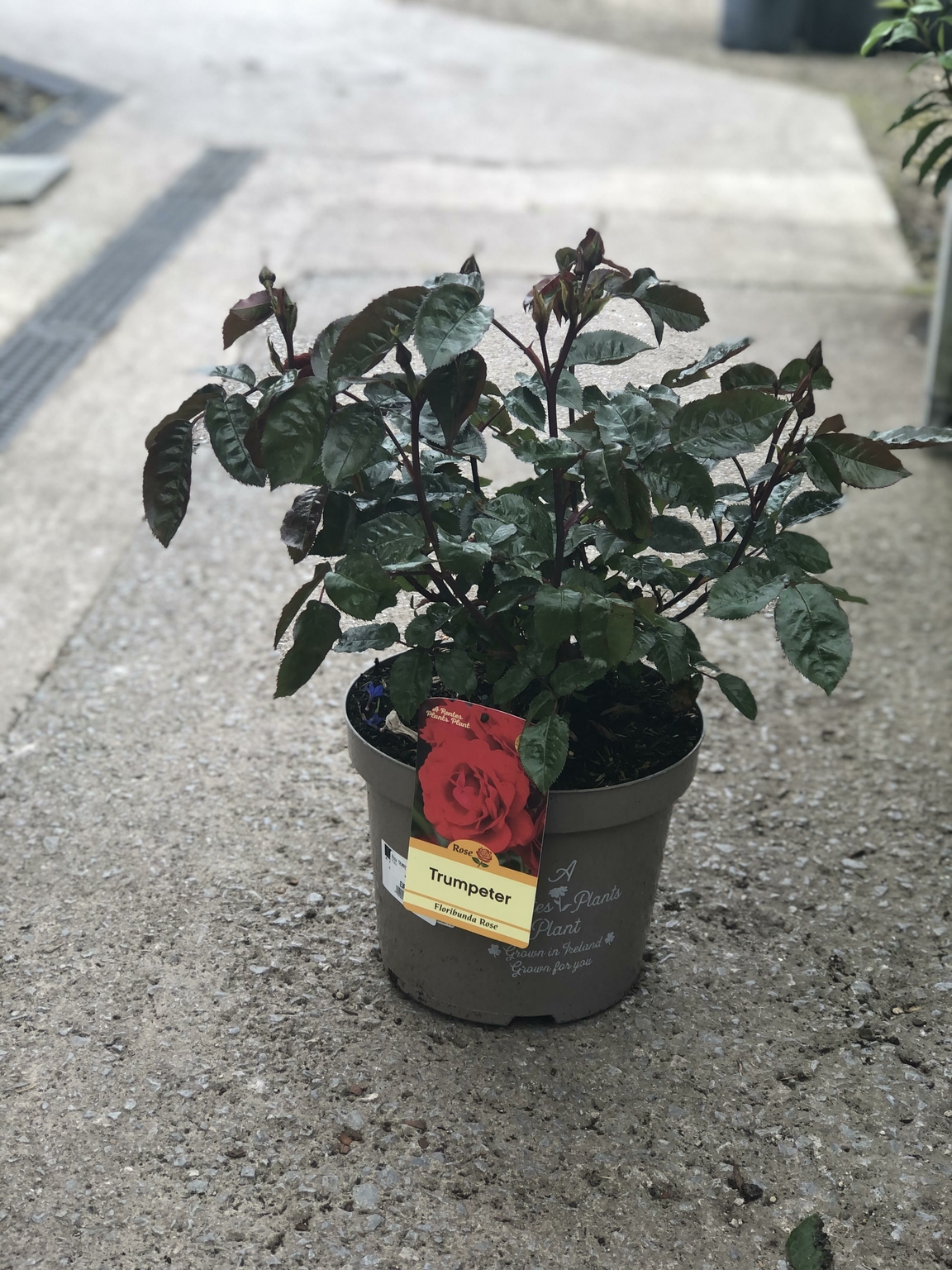 Rosa TRUMPETER- JUMBO BUSH - D and M Garden Centre