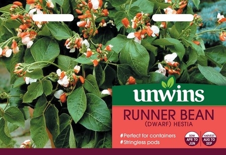 Runner Bean (Dwarf) Hestia - D and M Garden Centre
