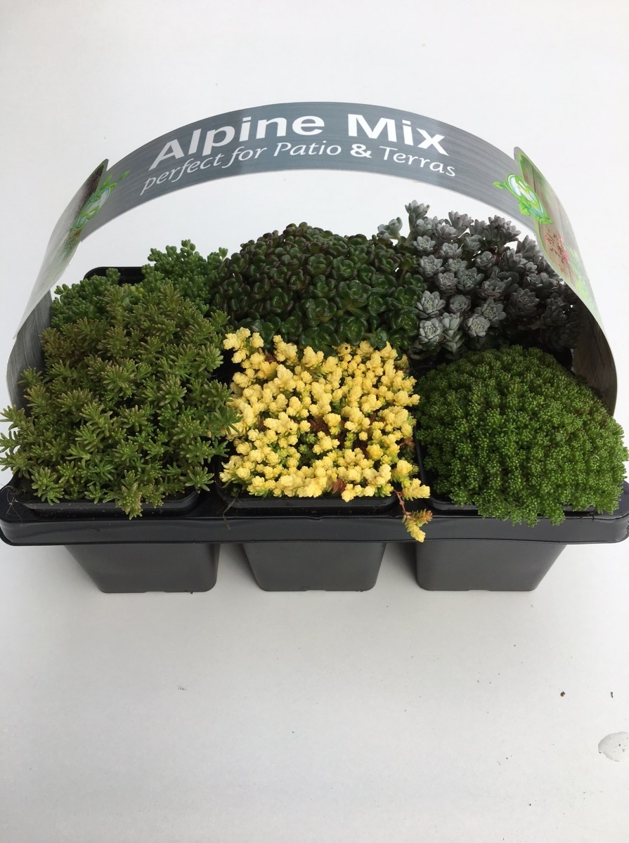 Sedum mix 6 pack - D and M Garden Centre