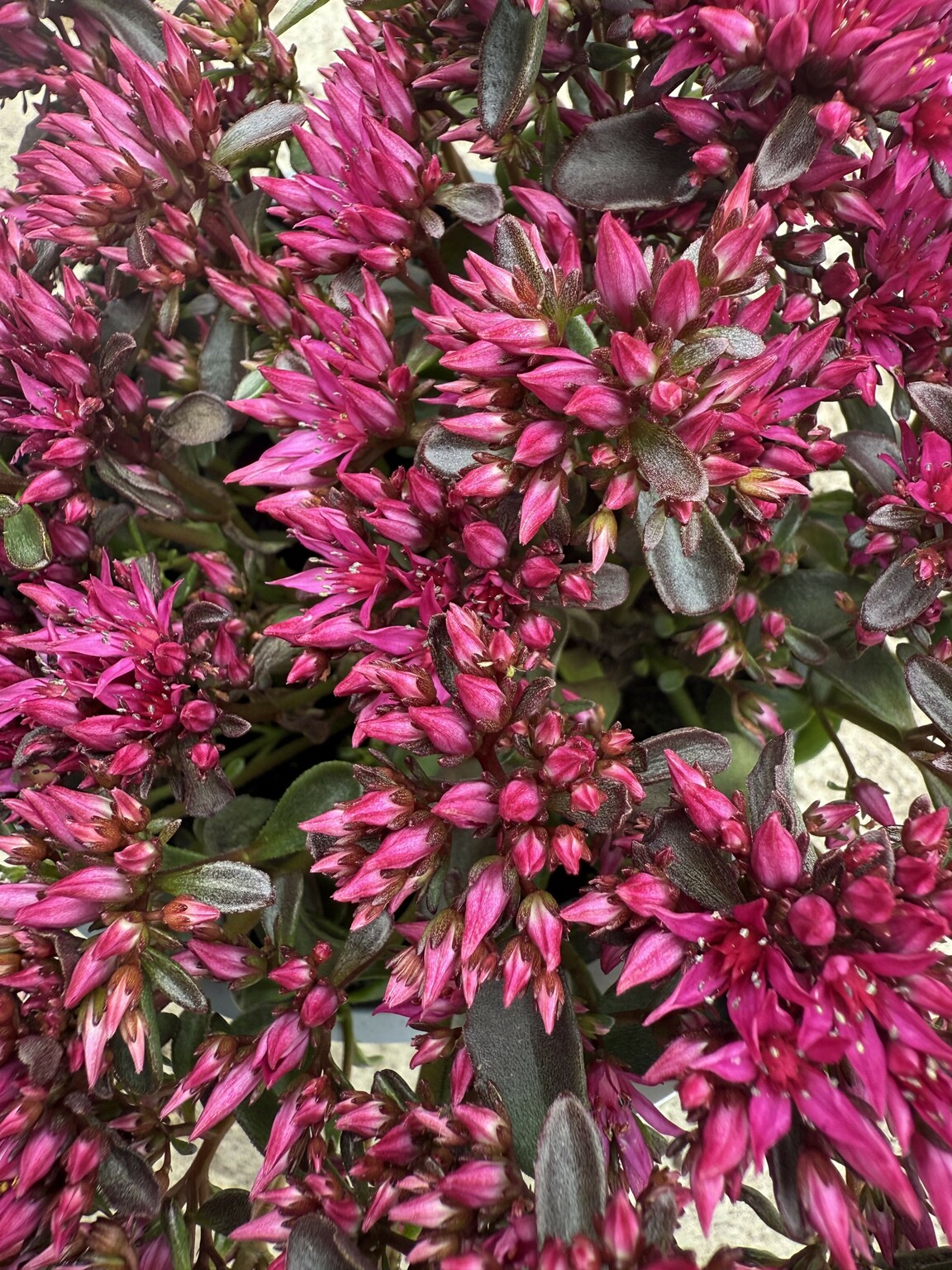 Sedum sp Spot On Deep Rose - D and M Garden Centre