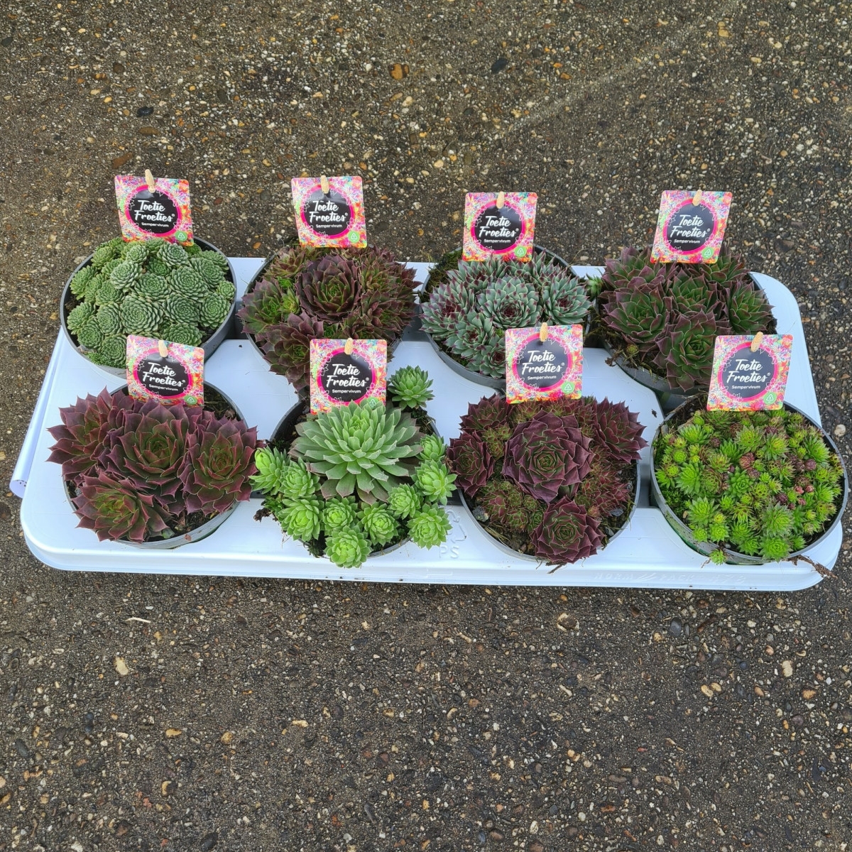 Semperv.toetie froeties mixed - D and M Garden Centre