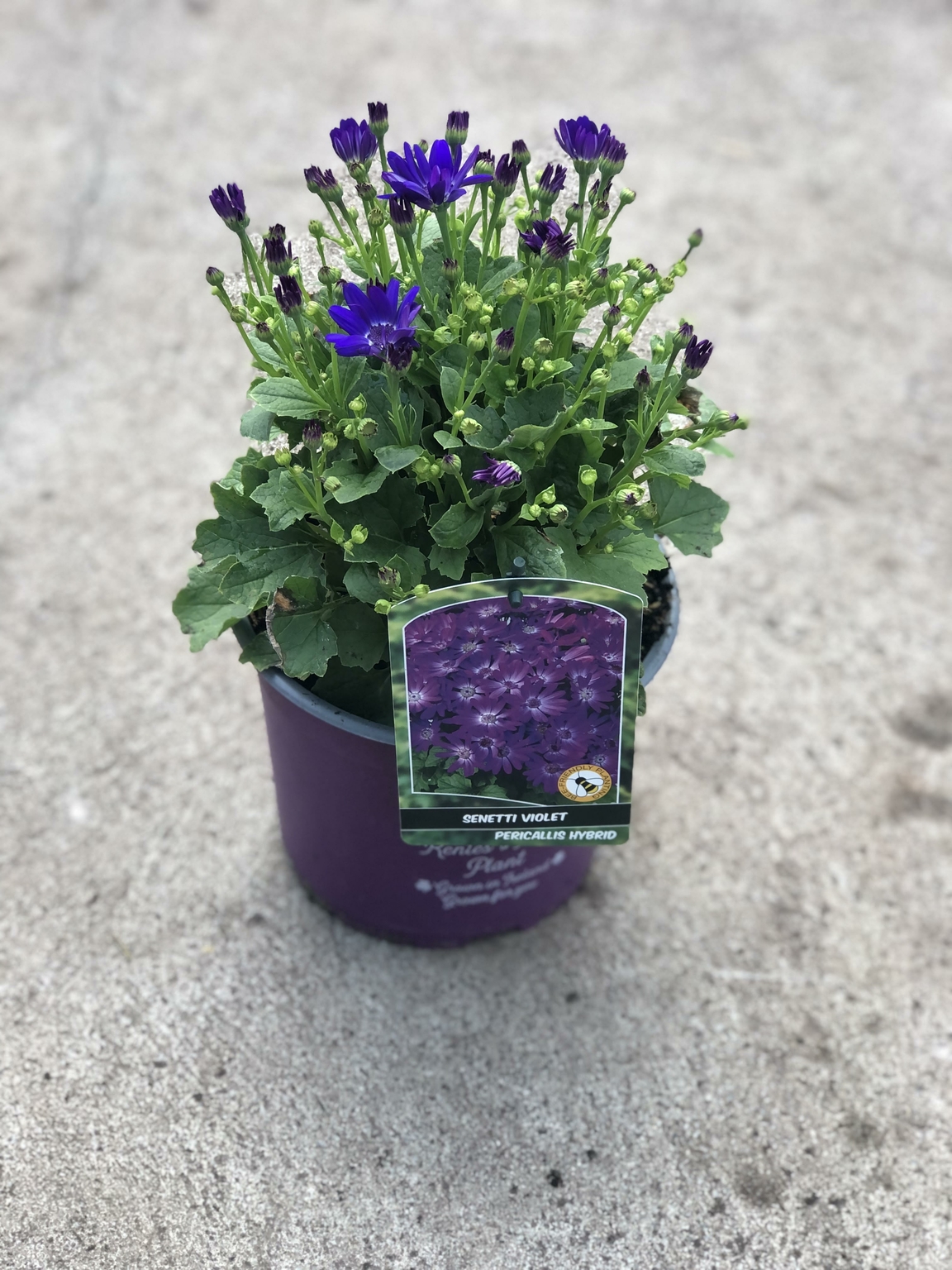 SENETTI VIOLET - D and M Garden Centre