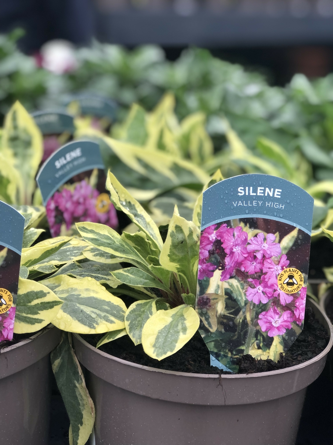 Silene Valley High - D and M Garden Centre