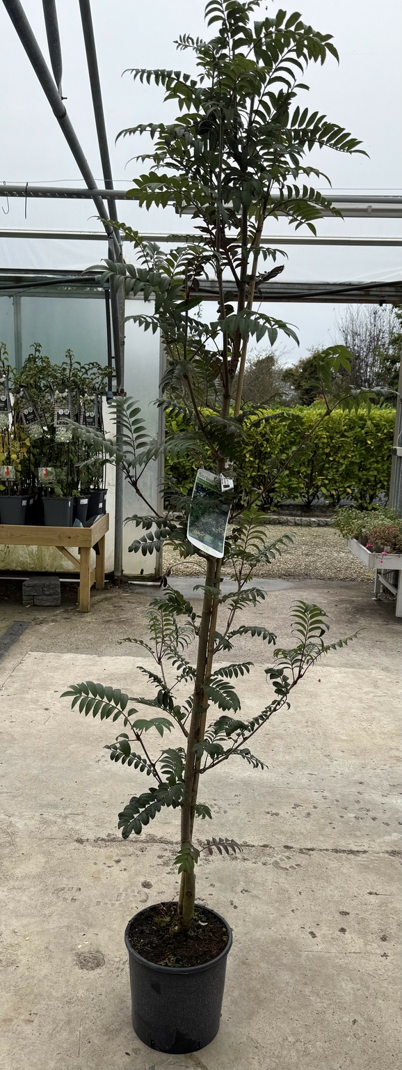 SORBUS JOSEPH ROCK - D and M Garden Centre