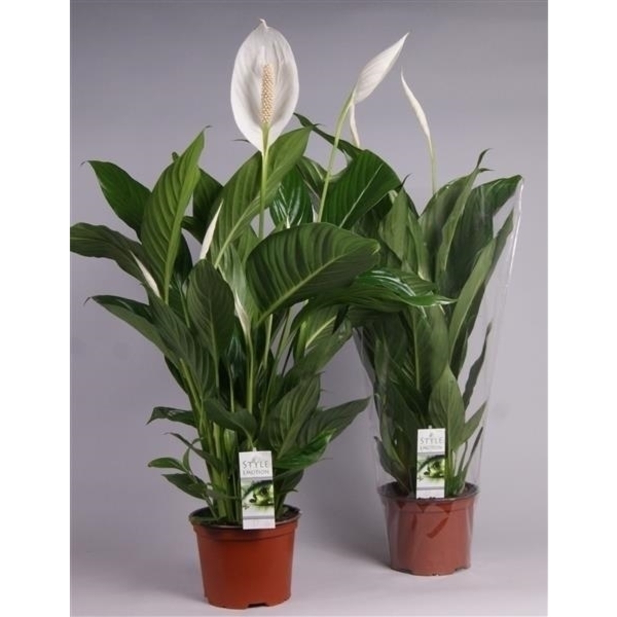 Spath.bingo - D and M Garden Centre