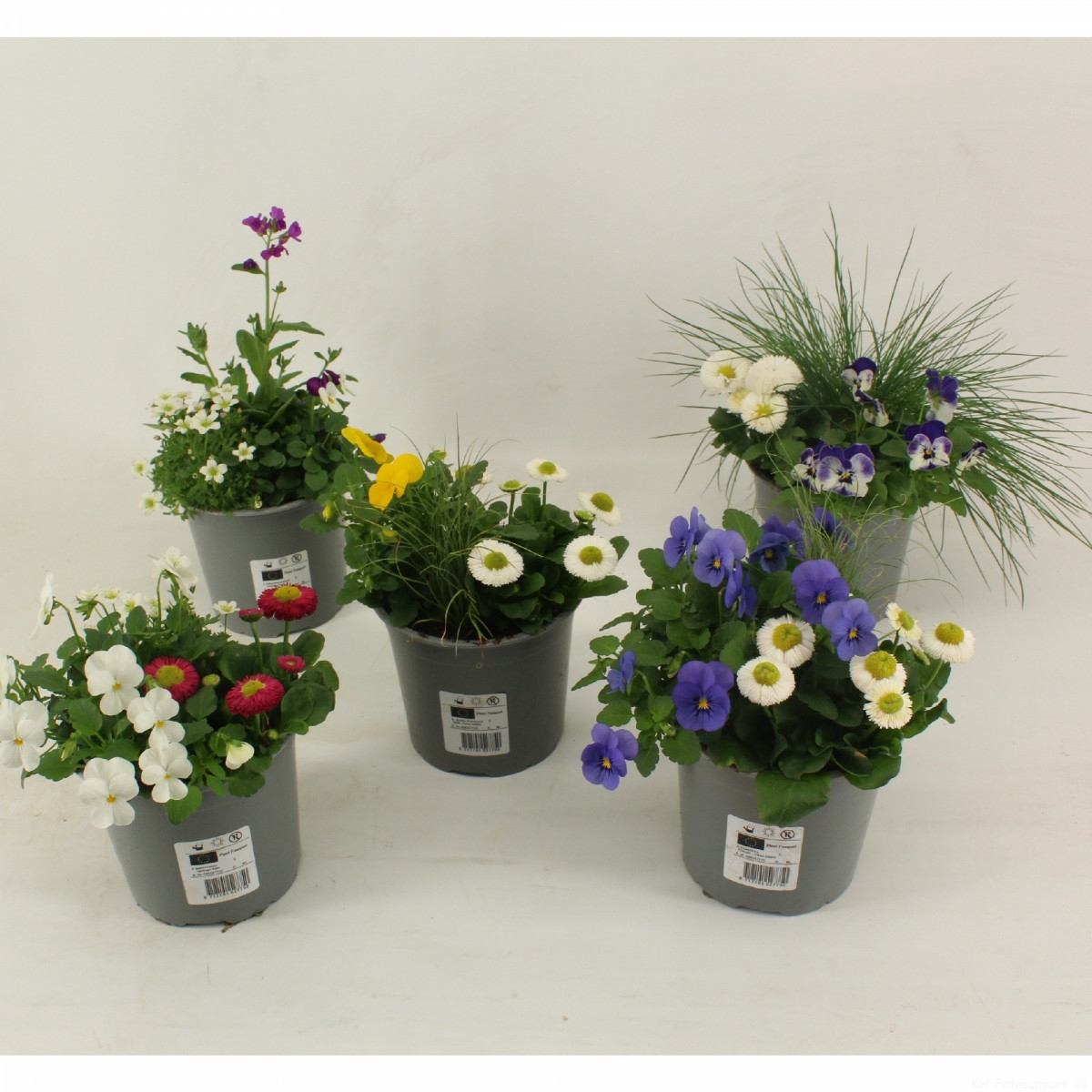 Springbreak mix layer - D and M Garden Centre