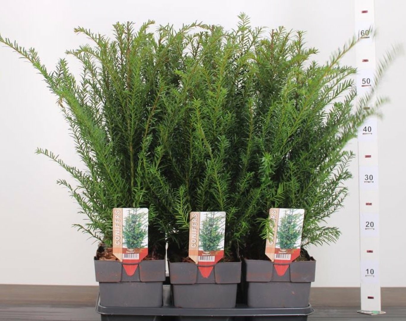 Taxus baccata - D and M Garden Centre