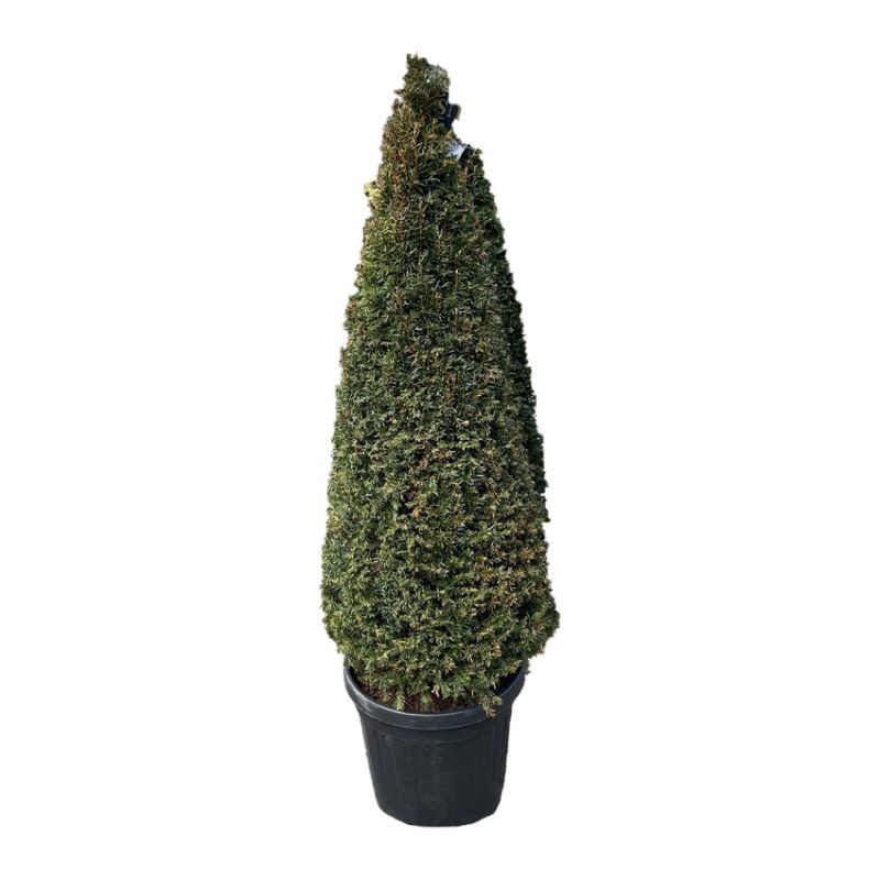 Taxus Pyramid - D and M Garden Centre