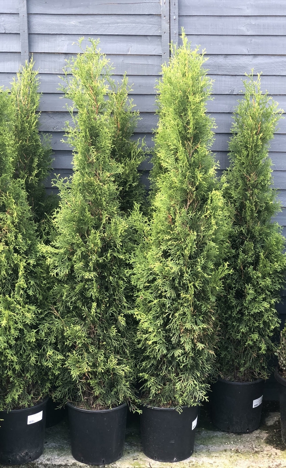 Thuja occ. 'Smaragd' 125-150cm - D and M Garden Centre