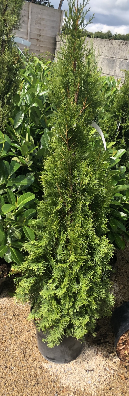 Thuja occ. 'Smaragd' - D and M Garden Centre