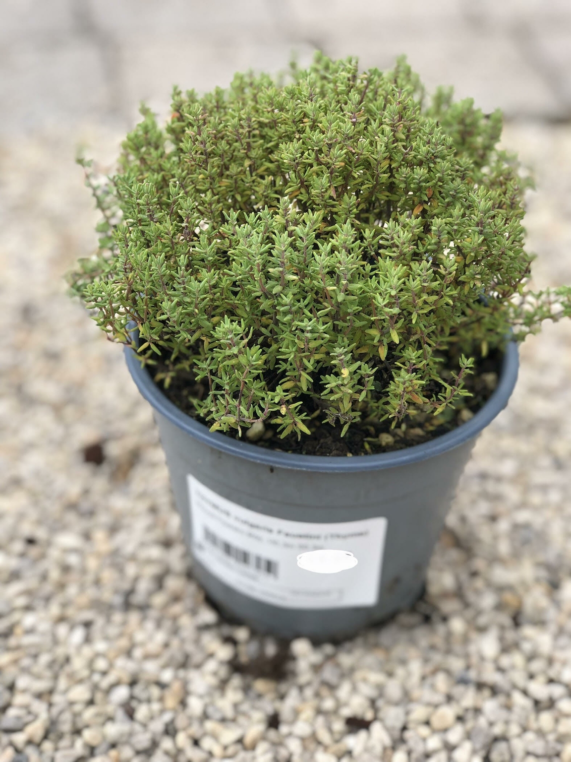 THYMUS vulgaris Faustini (Thyme) - D and M Garden Centre