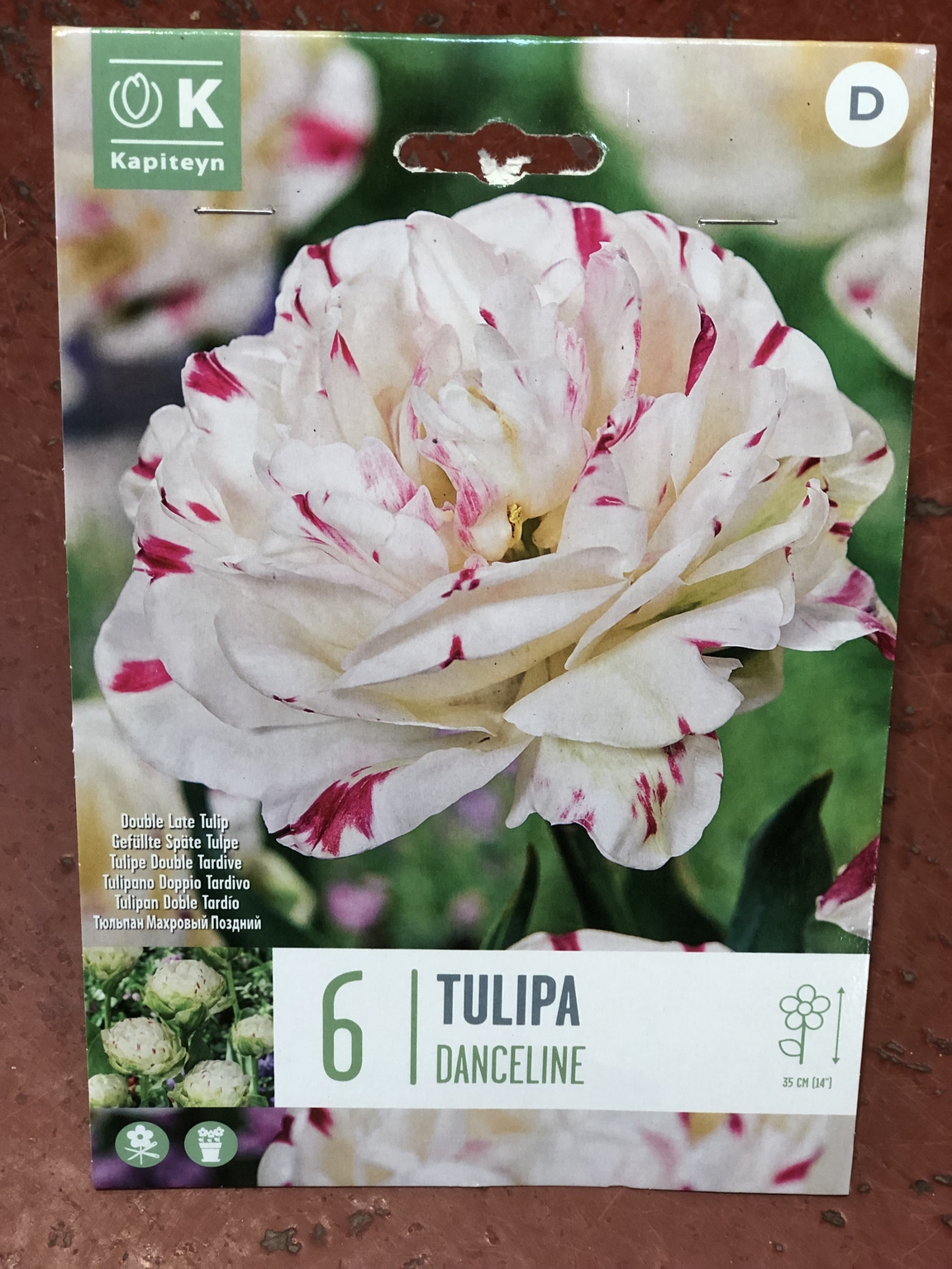 TULIP DANCELINE - D and M Garden Centre