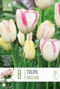 TULIP MULTI-HEADED GRACELAND - D and M Garden Centre