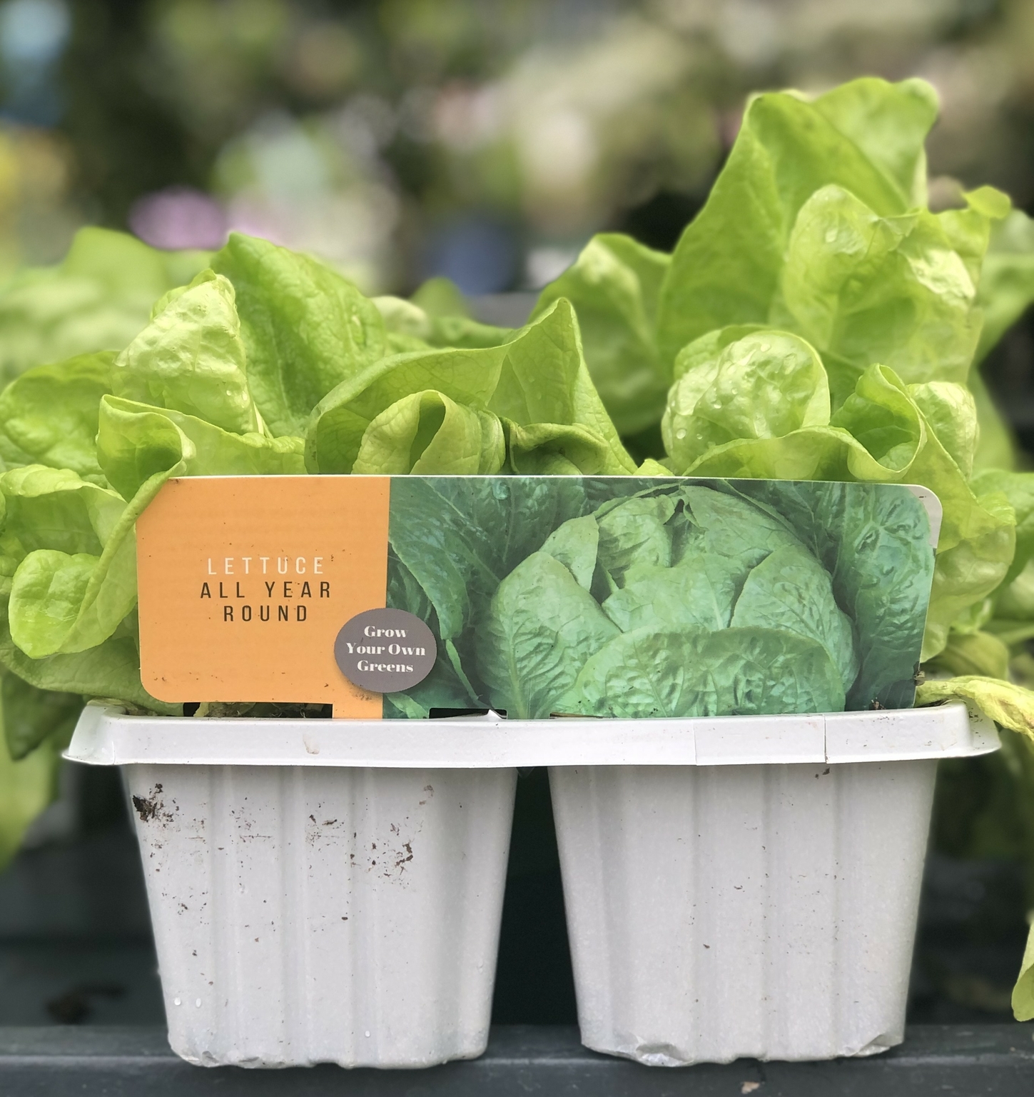 Veg Lettuce All Year Round Cellpak - D and M Garden Centre