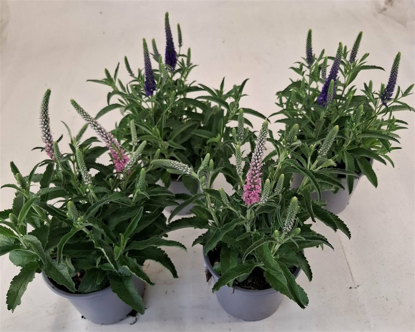 Veronica spicata mix - D and M Garden Centre