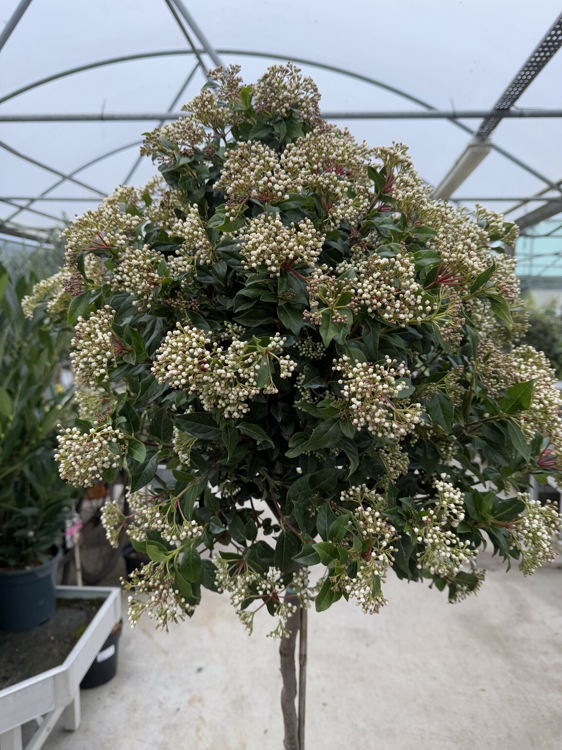 VIBURNUM tinus Eve Price Half Standard Crown 60-70cm - D and M Garden ...