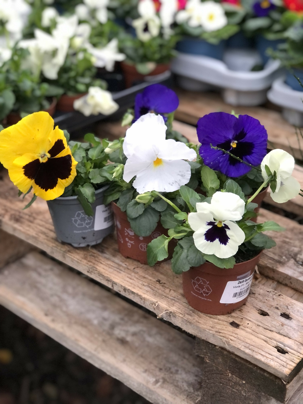 Viola F1 Mix Shelves - D and M Garden Centre