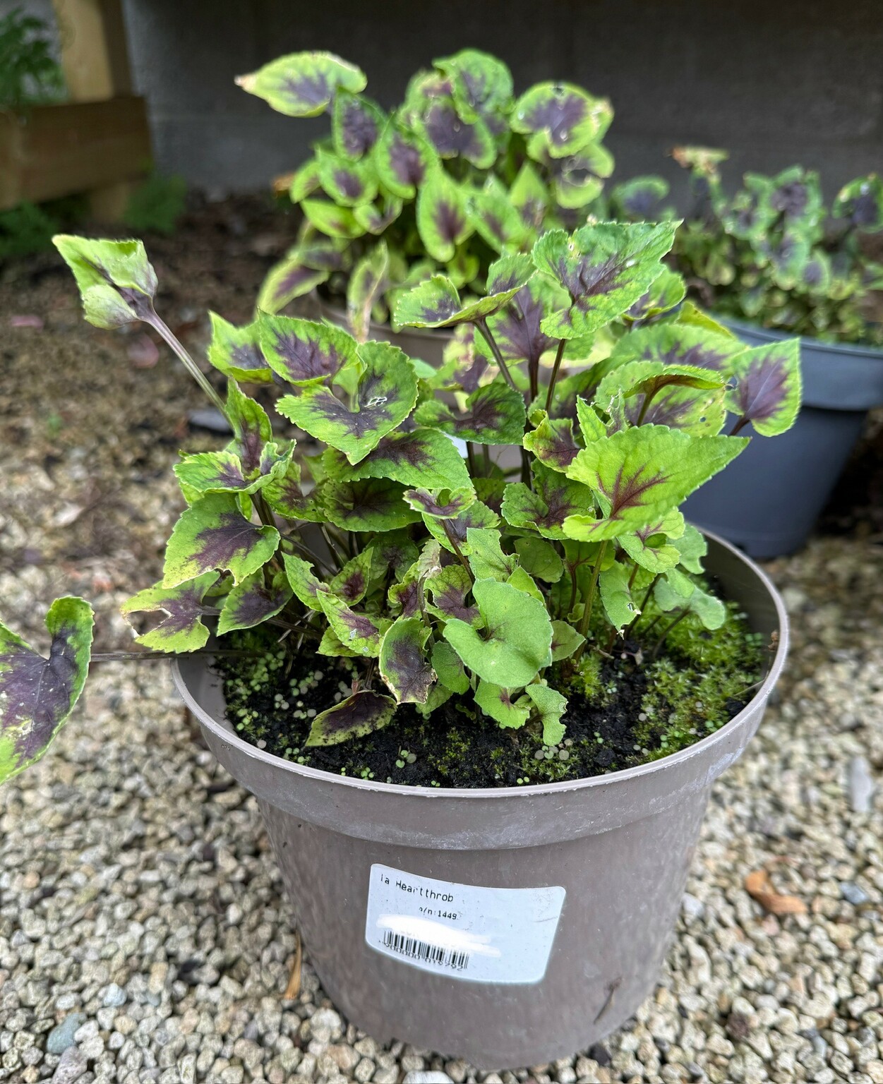 Viola Heartthrob - D and M Garden Centre