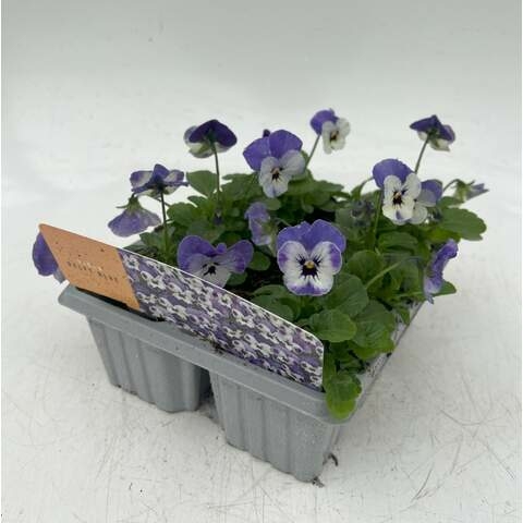 Viola Delft Blue Cellpak - D and M Garden Centre