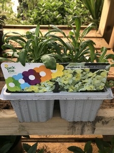 Wallflower Primrose Cellpak - D and M Garden Centre