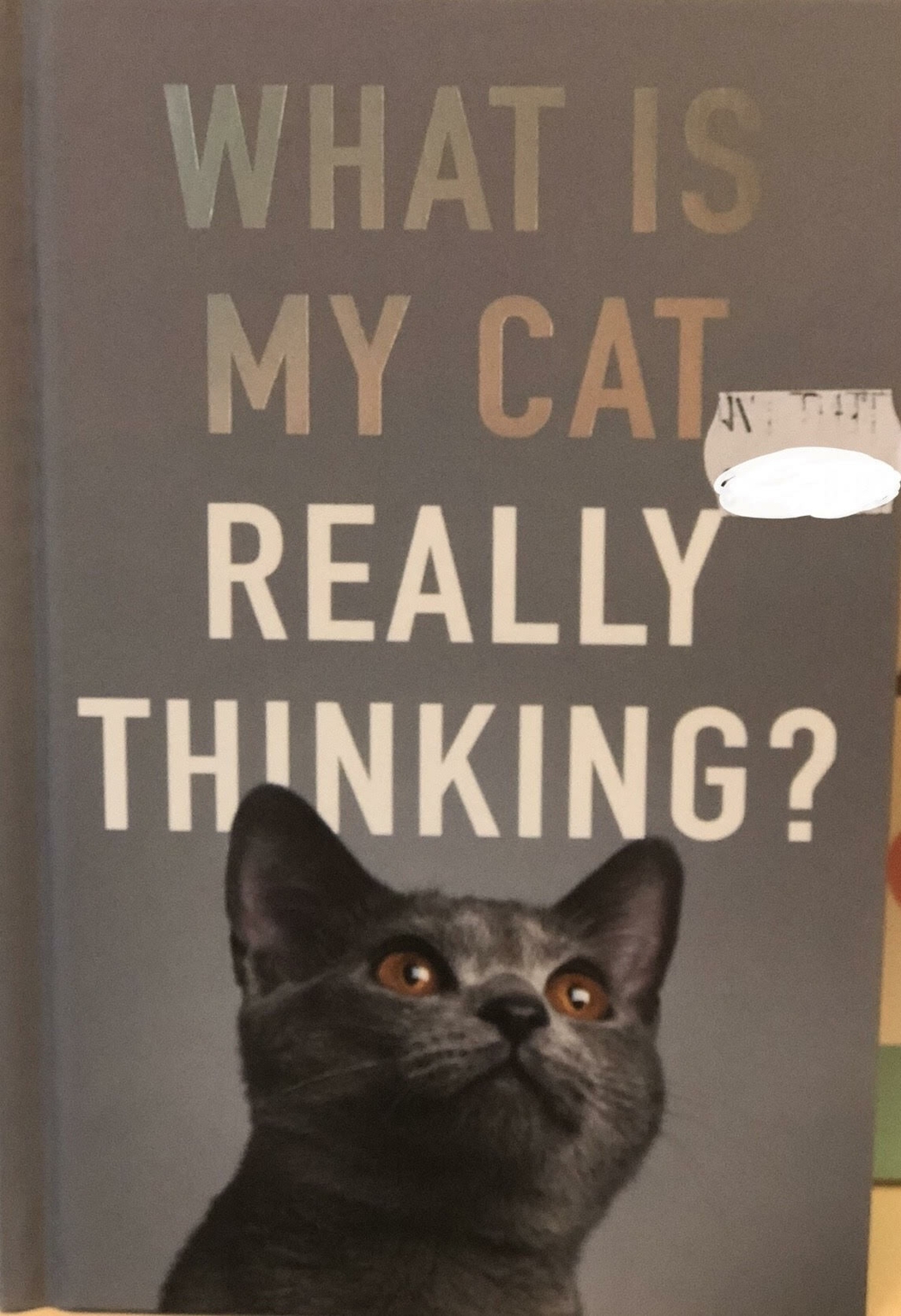 What Is My Cat Really Thinking - D and M Garden Centre