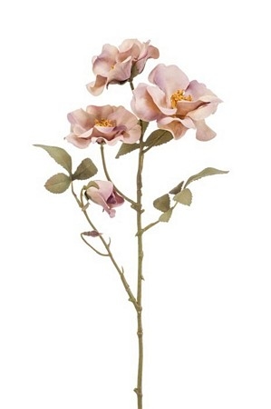 Wild Rose Dry Look - D and M Garden Centre