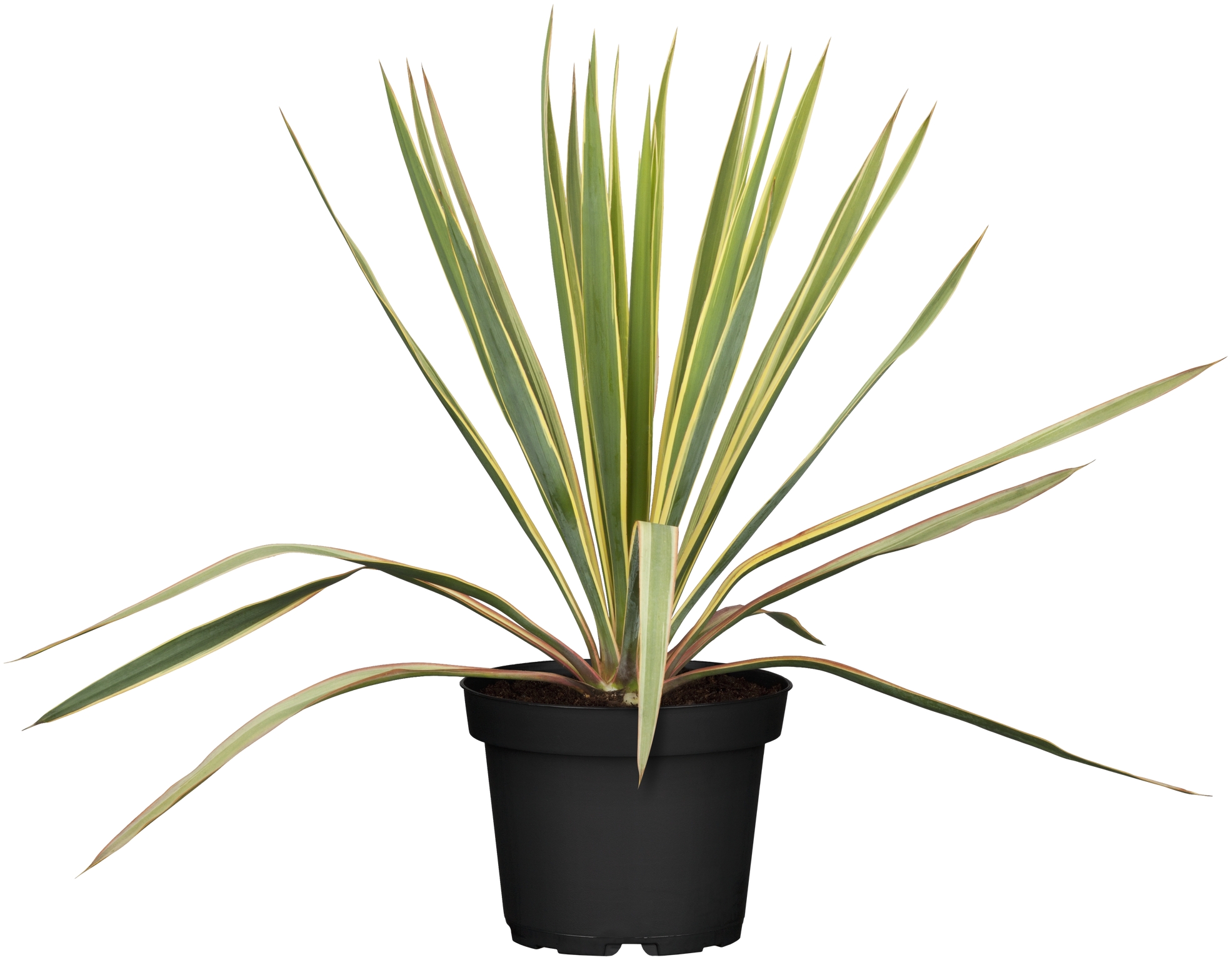 YUCCA FILA. BRIGHT EDGE - D and M Garden Centre