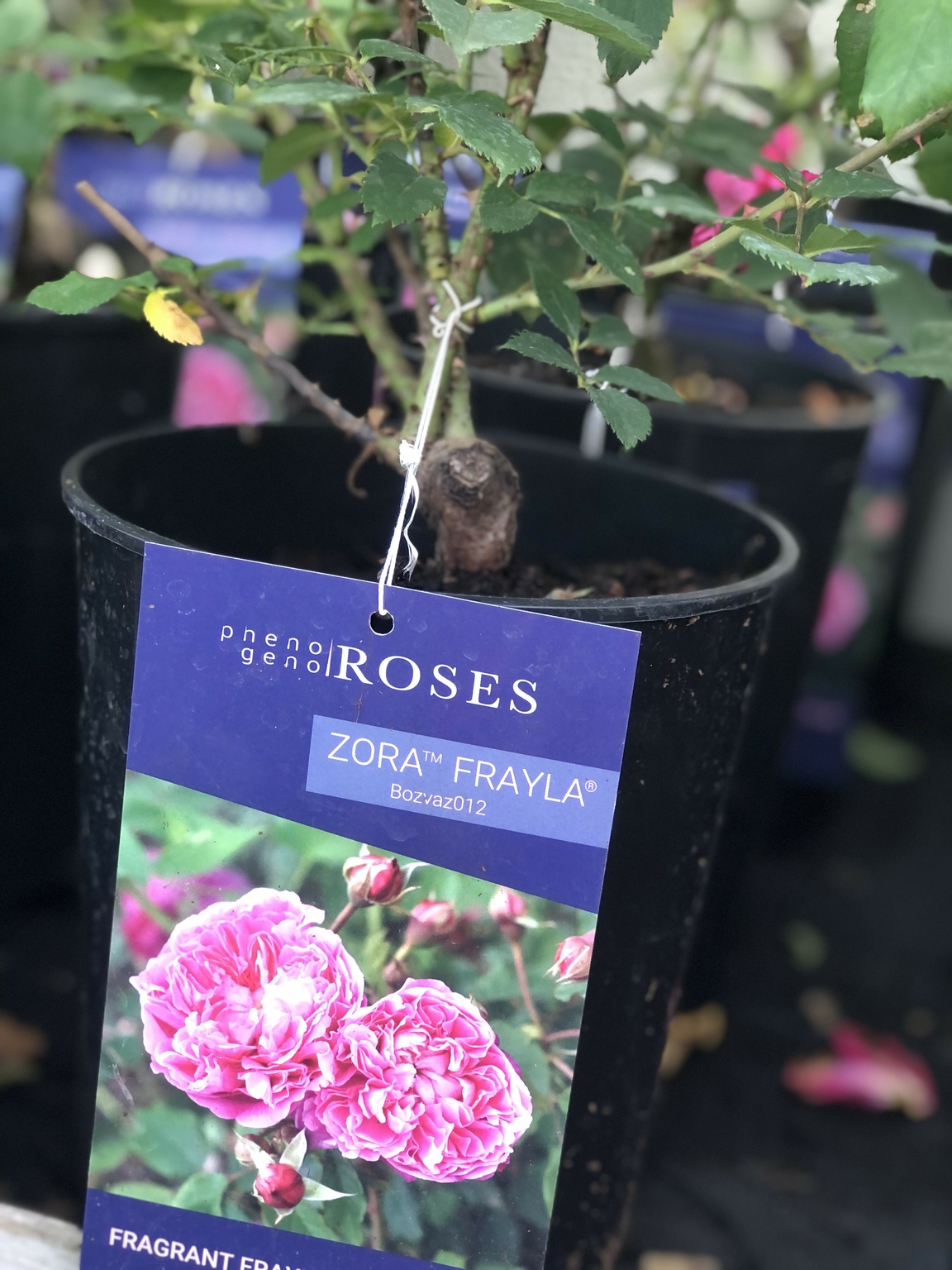 Zora Frayla - D and M Garden Centre